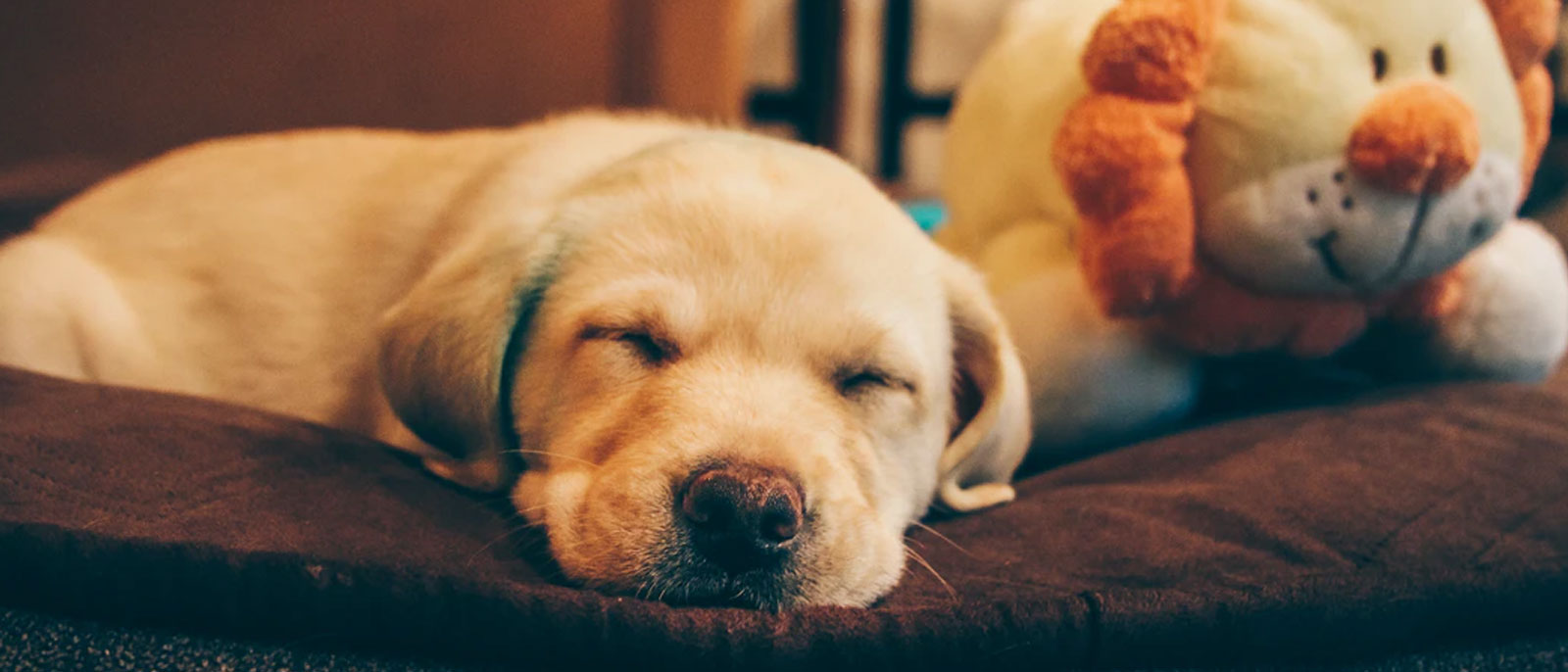 Top 10 Ways to Calm Your Anxious Dog | Penelope’s Bloom