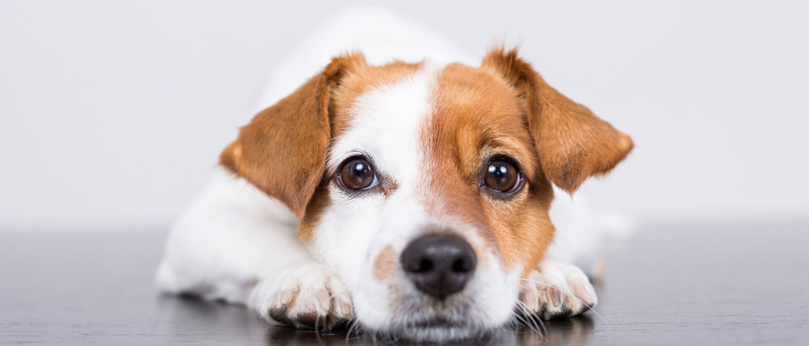 4 Ways to Help Your Pet Chill | May 2025 | Penelope's Bloom