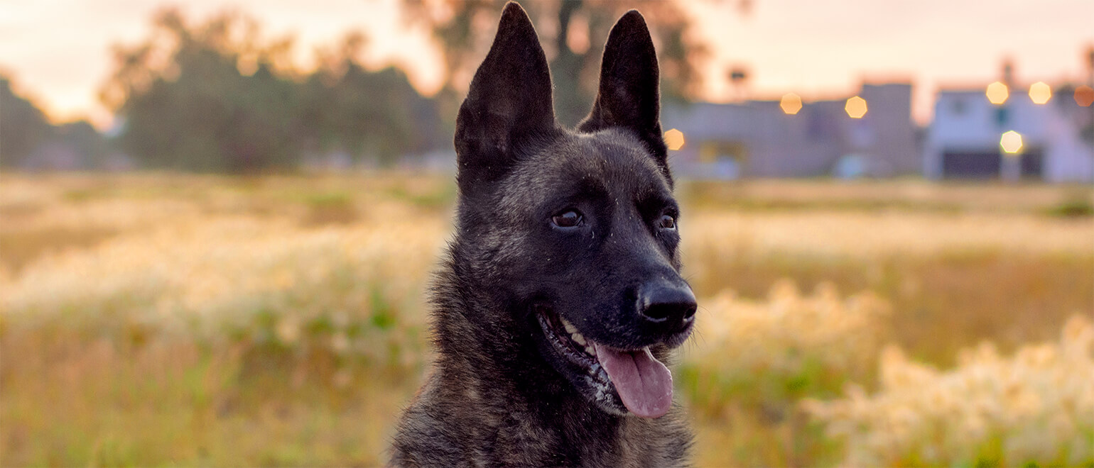 Black Dutch Shepherd