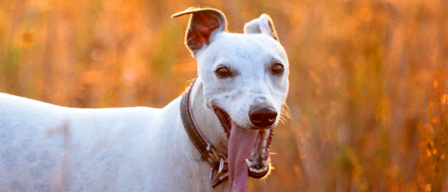 Whippet Dog: Complete Breed Guide (Breed History, Temperament, Care ...